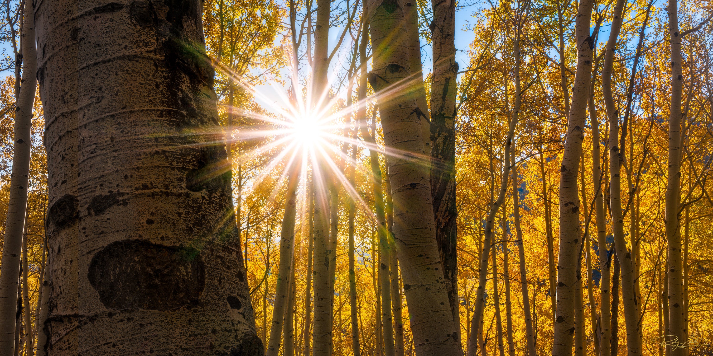 Aspen Daze - Signature Series – Riley Clark Fine Art