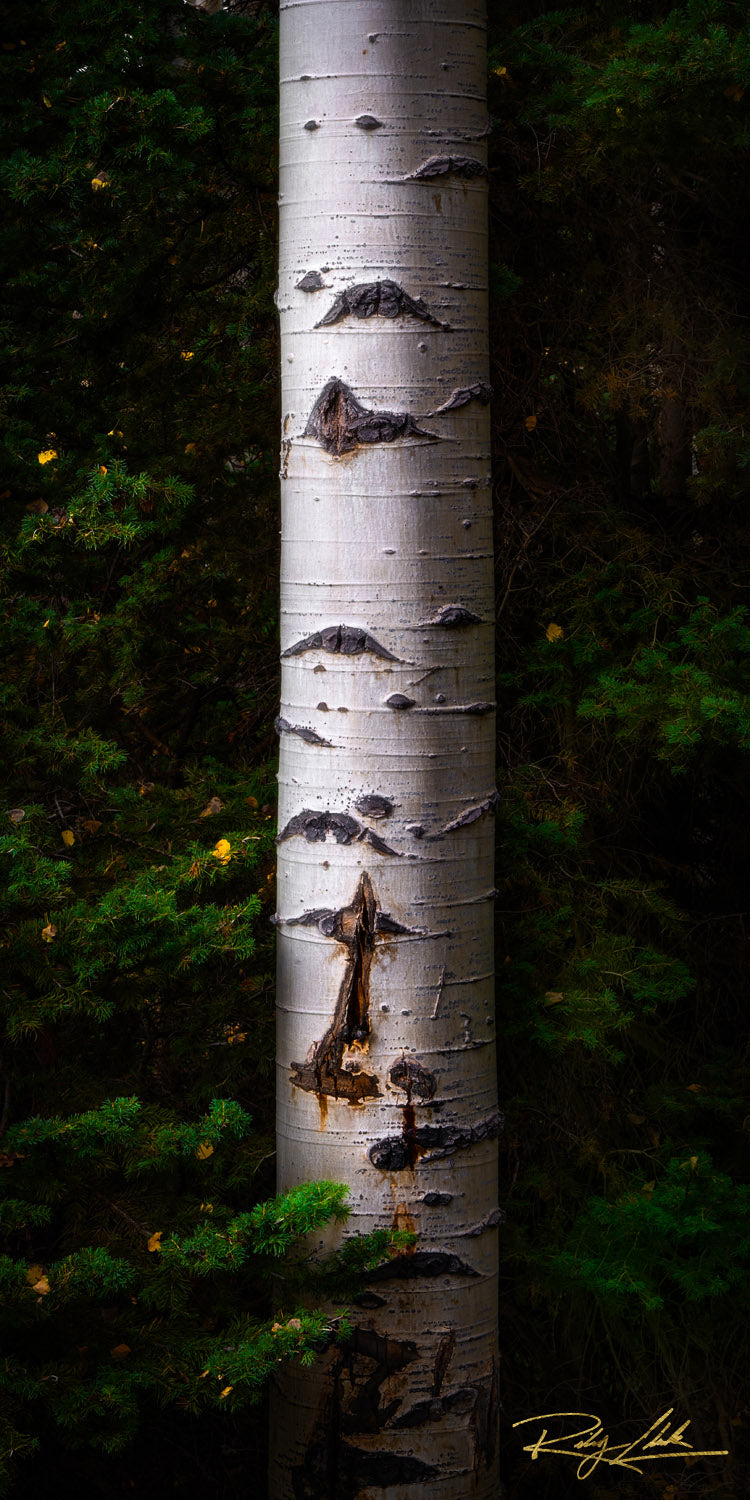Aspen Hug - Artist Reserve – Riley Clark Fine Art