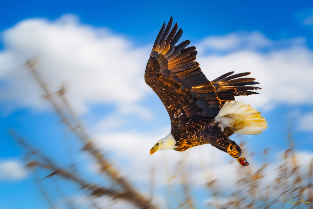 Swift Movements - Signature Series – Riley Clark Fine Art